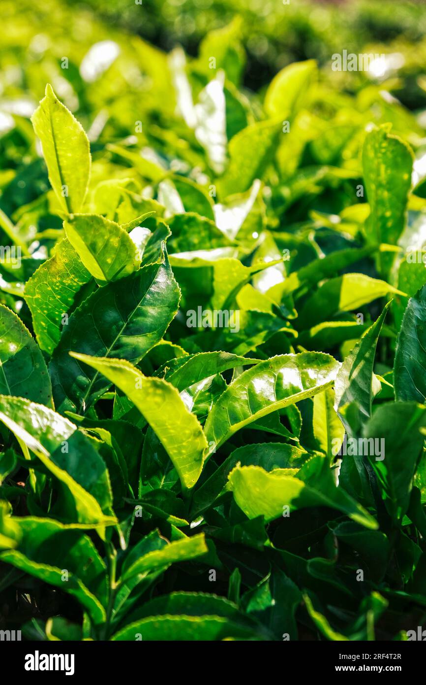 Tea is life Stock Photo - Alamy