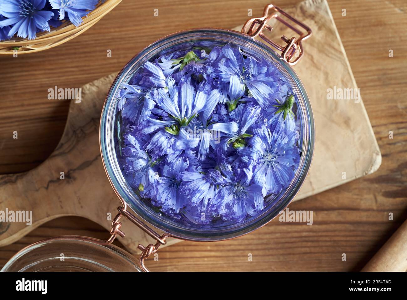 Preparation of herbal tincture from wild chicory flowers and alcohol in ...