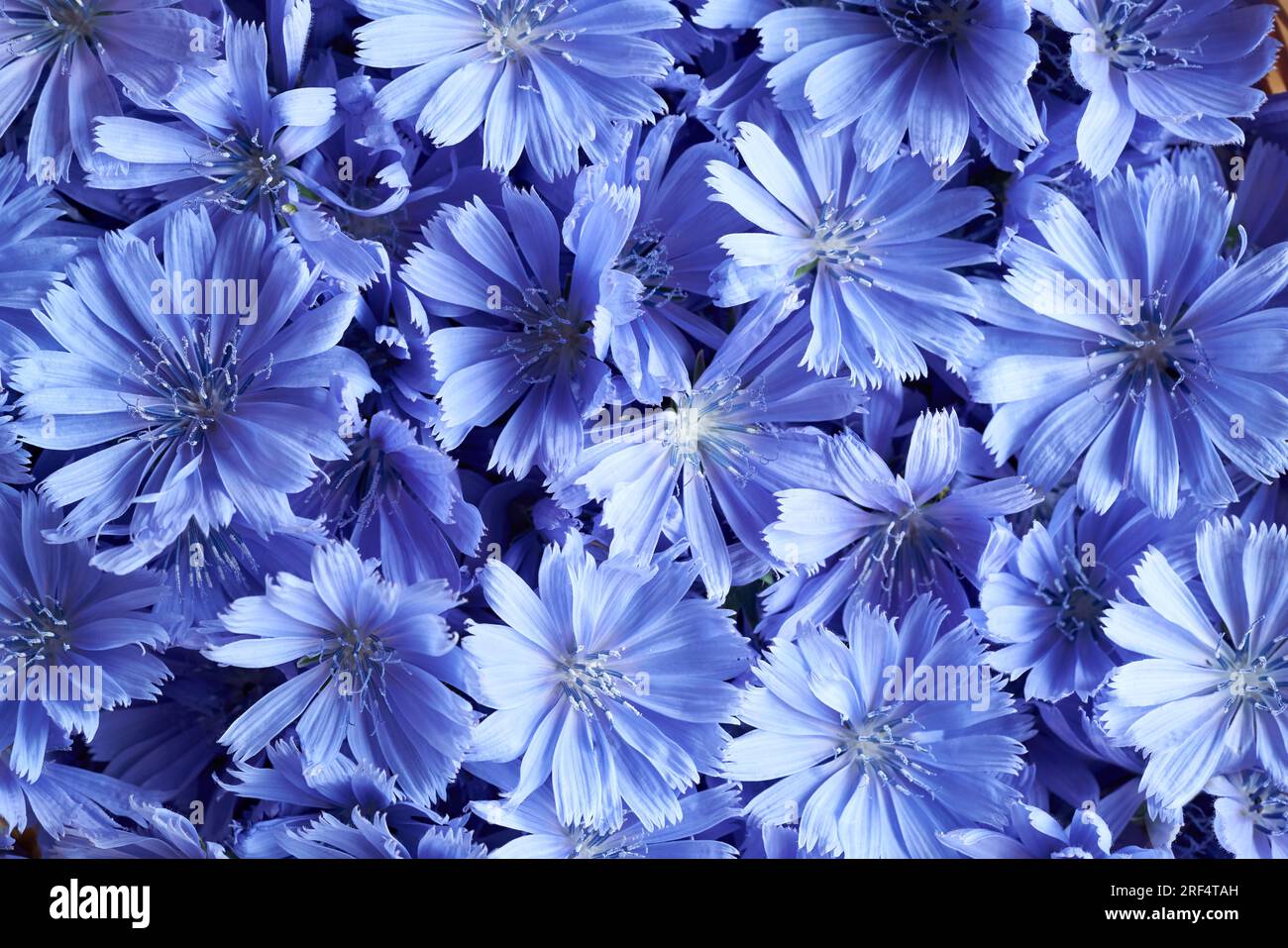 Blue background made of fresh wild chicory or succory flowers, top view ...