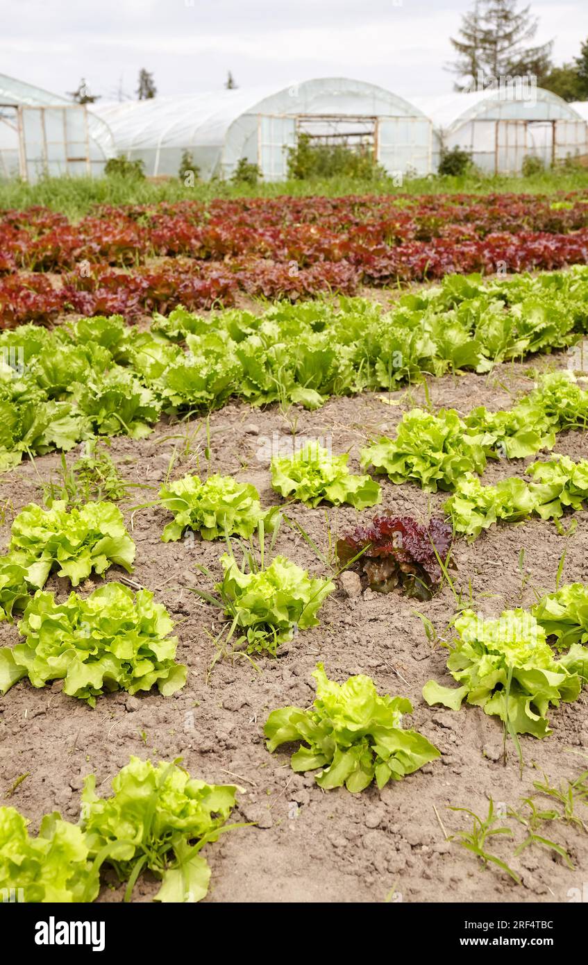 Lettuce field at organic farm, selective focus Stock Photo - Alamy