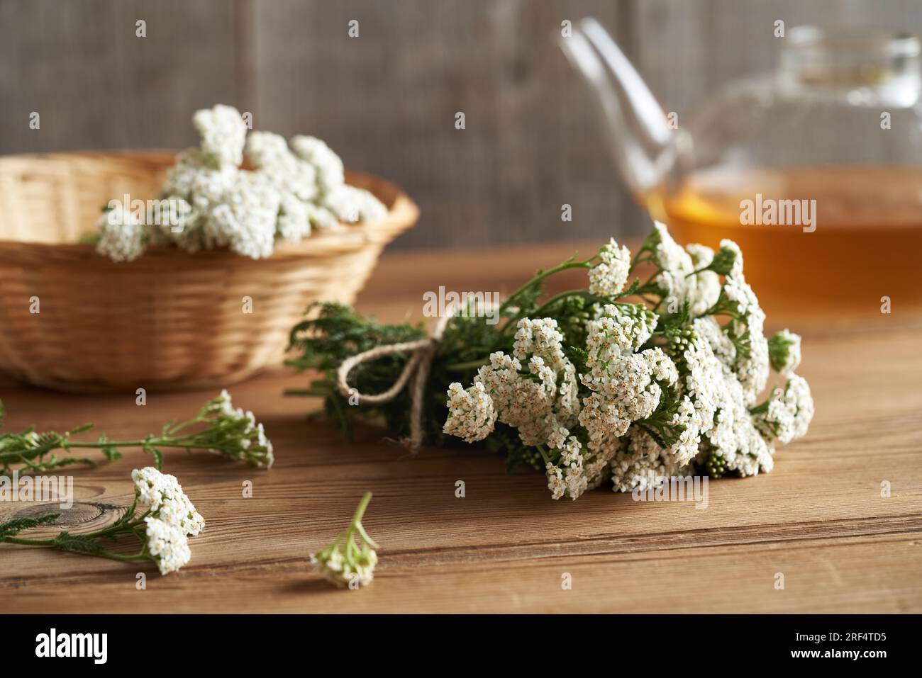 A bundle of fresh yarrow or Achillea millefolium flowers on a table ...