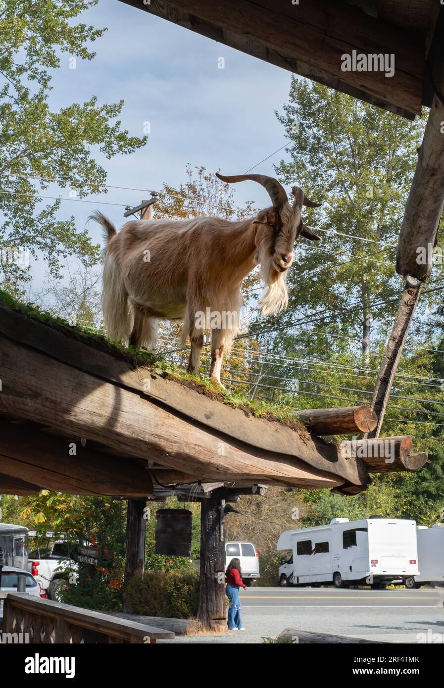Goat standing on building hi-res stock photography and images - Alamy