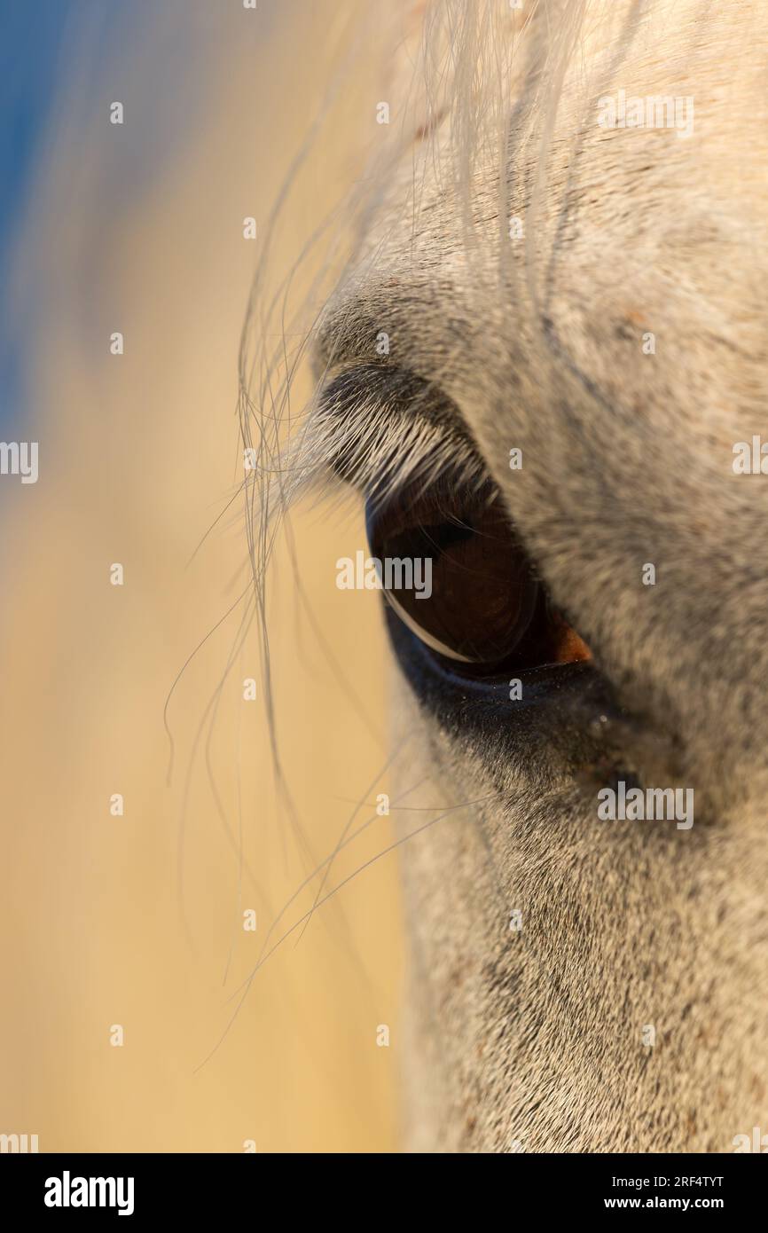 Portrait of a grey horse on the Polden Hills Stock Photo - Alamy