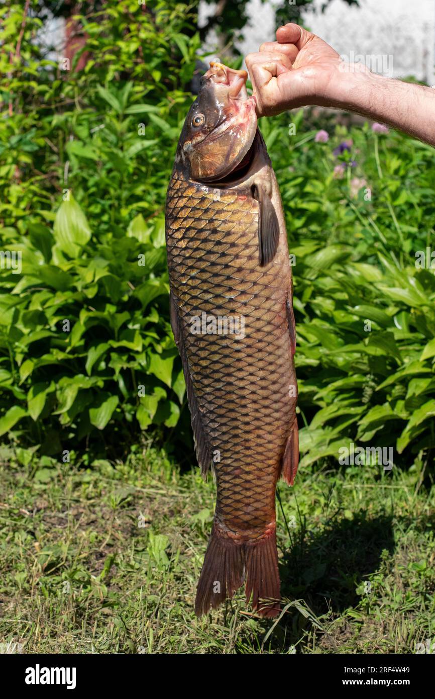Caught river carp in a man's hand. Fishing in open water Stock Photo ...