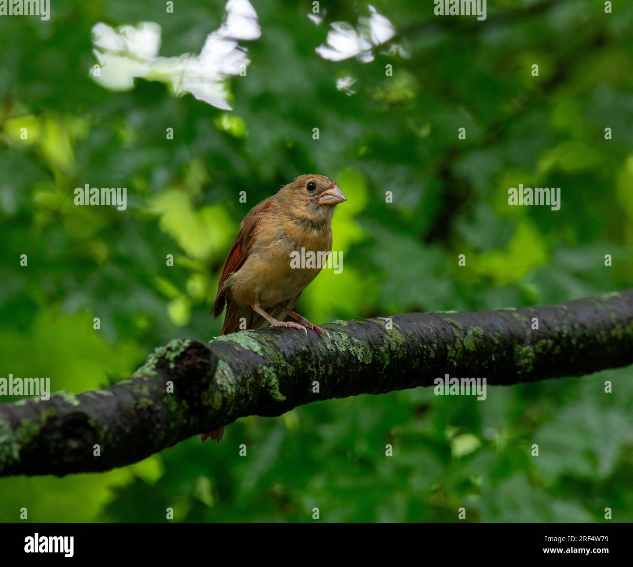 Northern cardinal is a popular bird in northern New Jersey. Male and ...