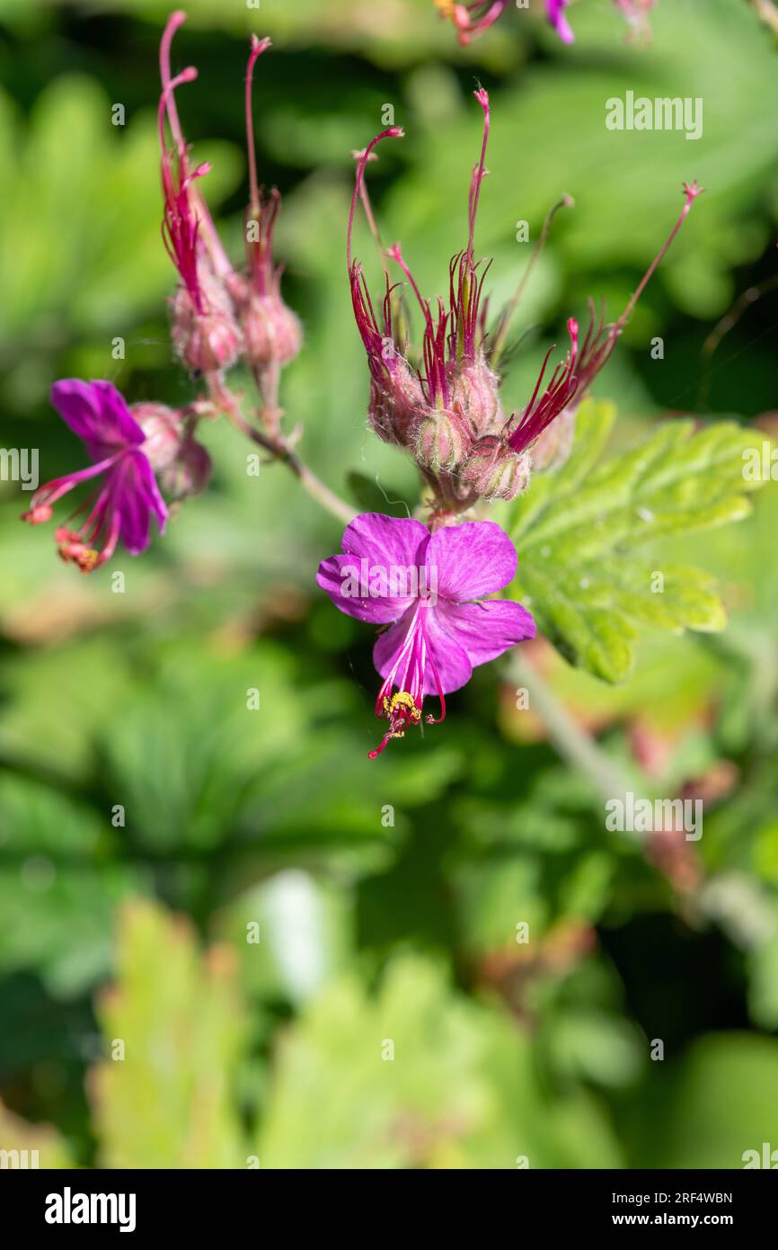 Bigroot hi-res stock photography and images - Alamy