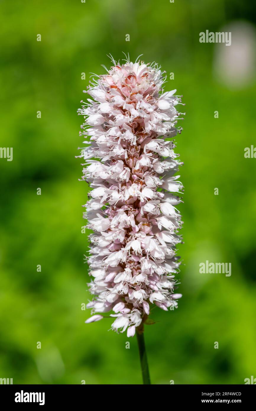 Macro shot of a common bistort (bistorta officinalis) flower in bloom ...