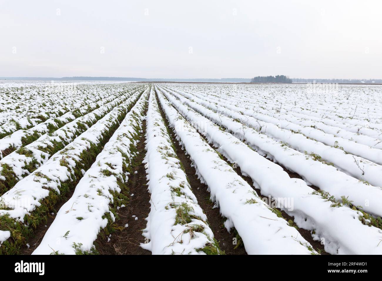 snow covered agricultural field with furrows of carrots, snow in the ...