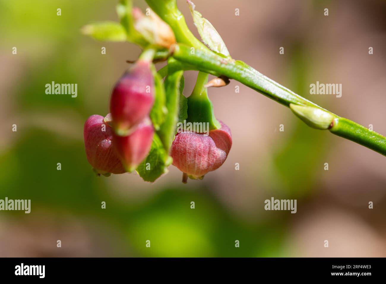 Close up of European blueberry (vaccinium myrtillus) flowers in bloom ...
