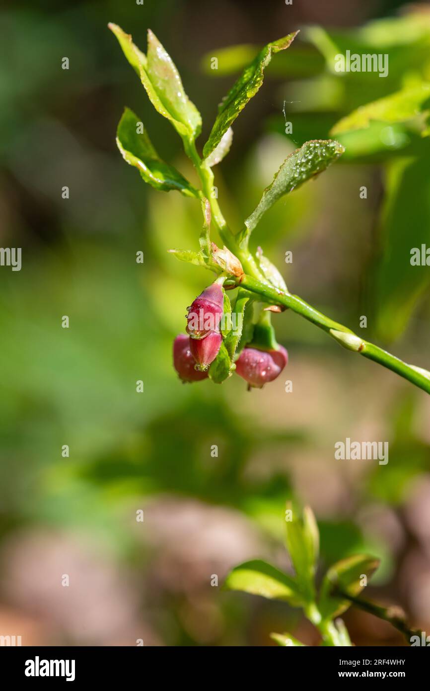 Close up of European blueberry (vaccinium myrtillus) flowers in bloom ...
