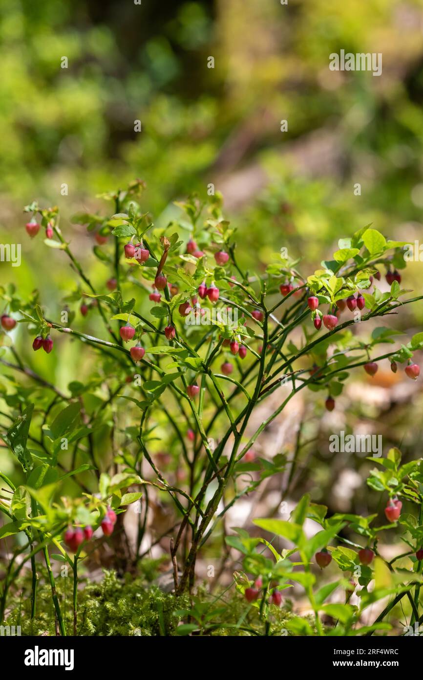 Close up of European blueberry (vaccinium myrtillus) flowers in bloom ...