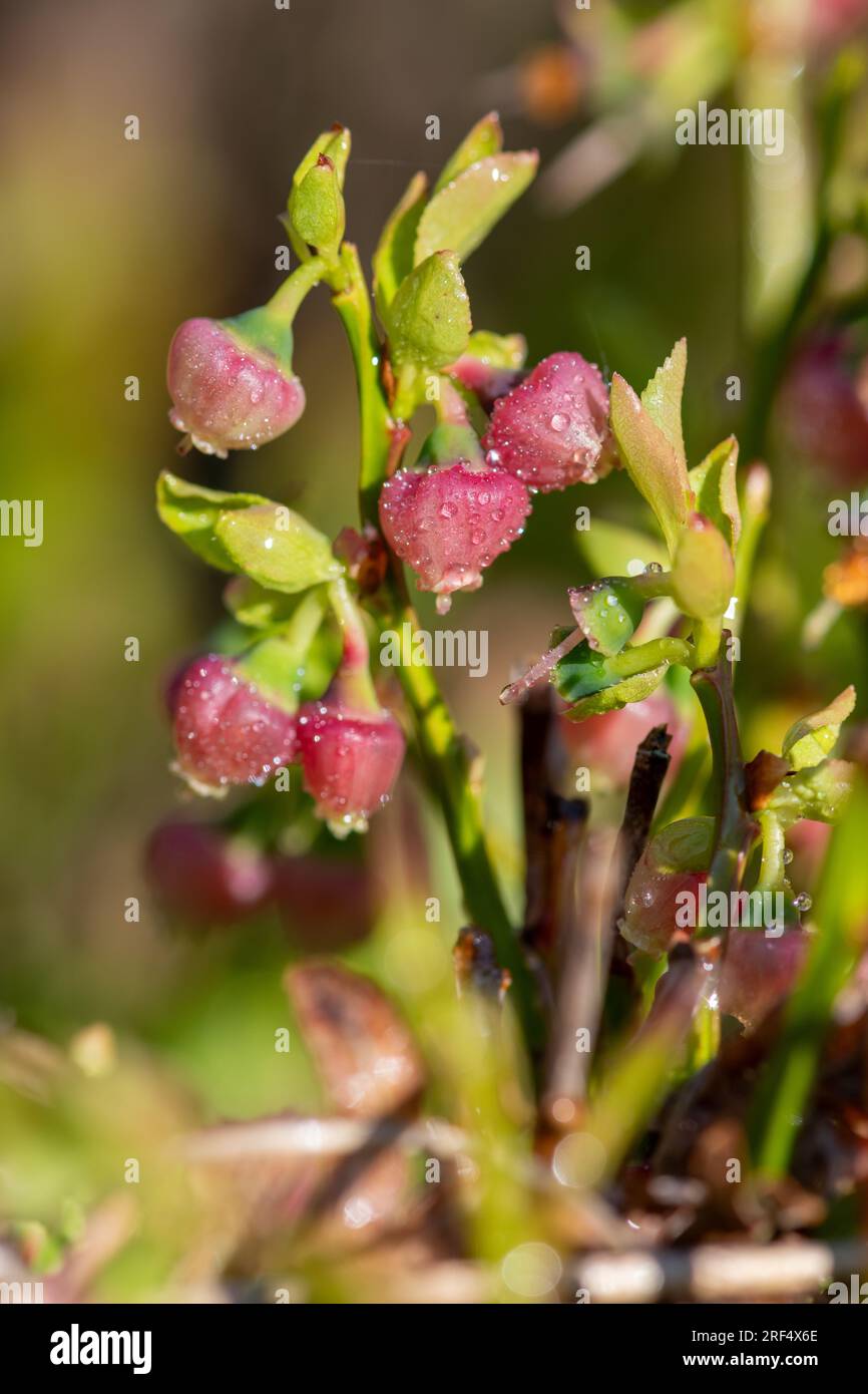 Close up of European blueberry (vaccinium myrtillus) flowers in bloom ...