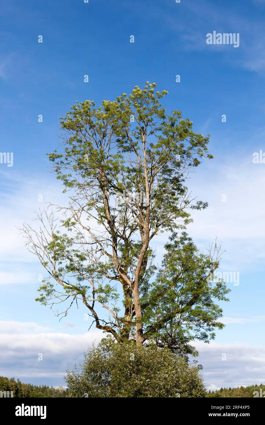 one lone tree growing in a desert area, the tree is tall and stands out ...