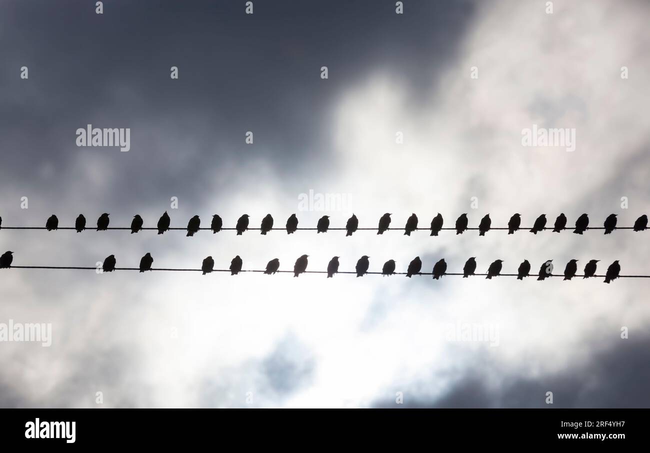 a large number of birds against the sky in the daytime, flying birds ...