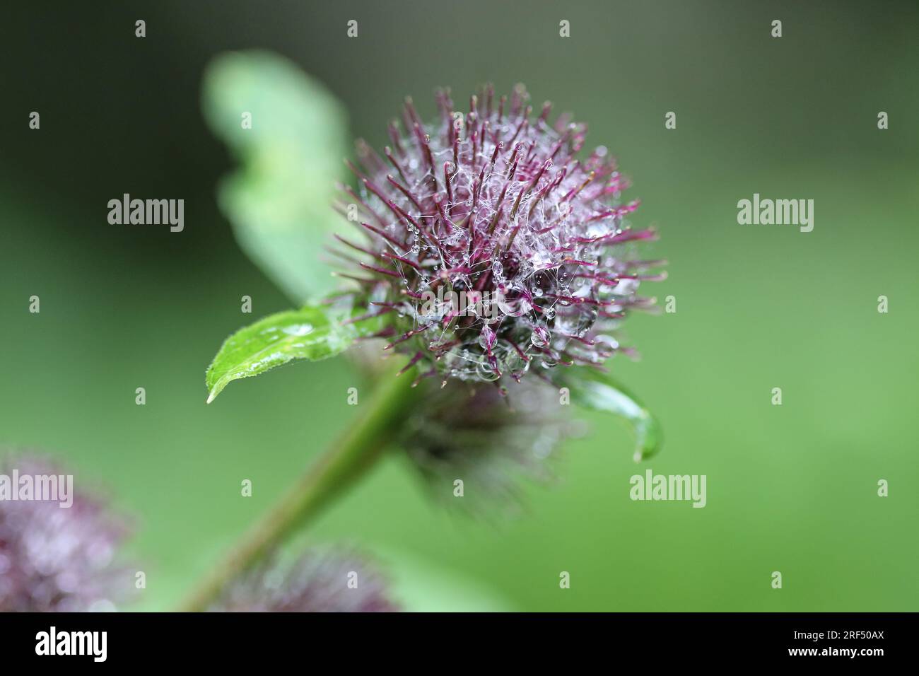 Common Burdock flower and seed heads covered in water droplets, Arctium ...