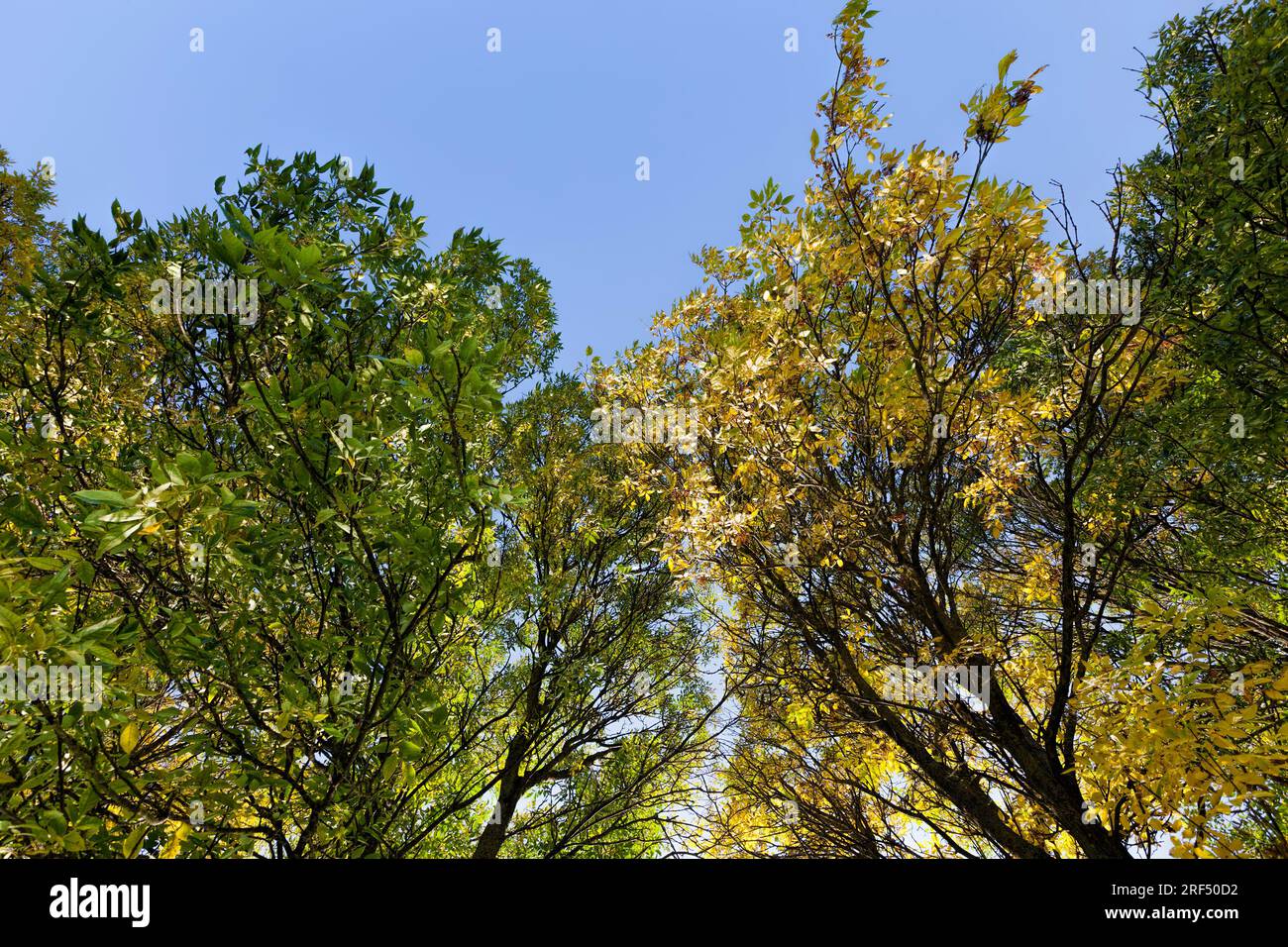 deciduous oak trees in the forest or in the park in autumn leaf fall ...