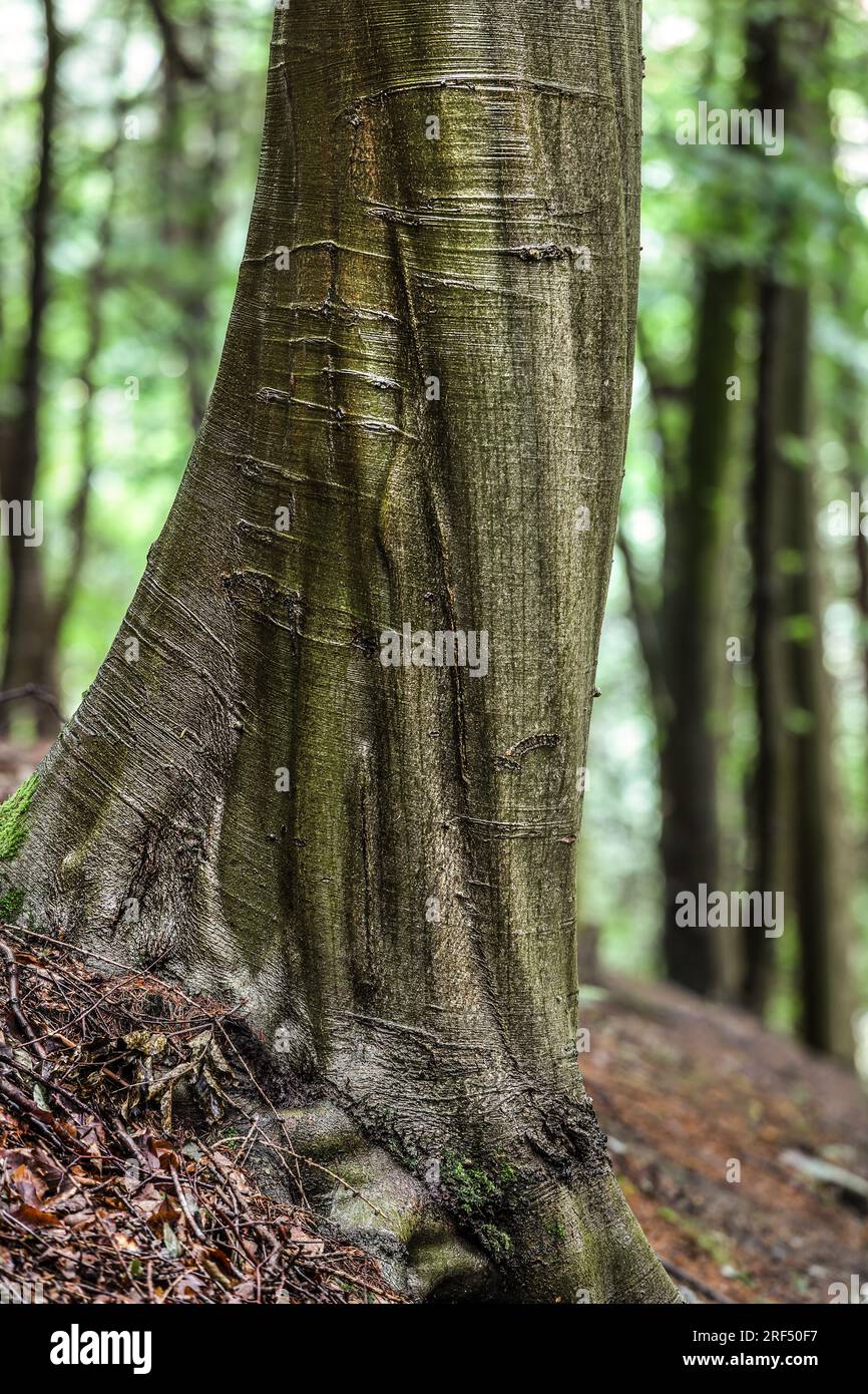 Beech Tree (Fagus sylvatica) trunk illuminated by side lighting in the ...