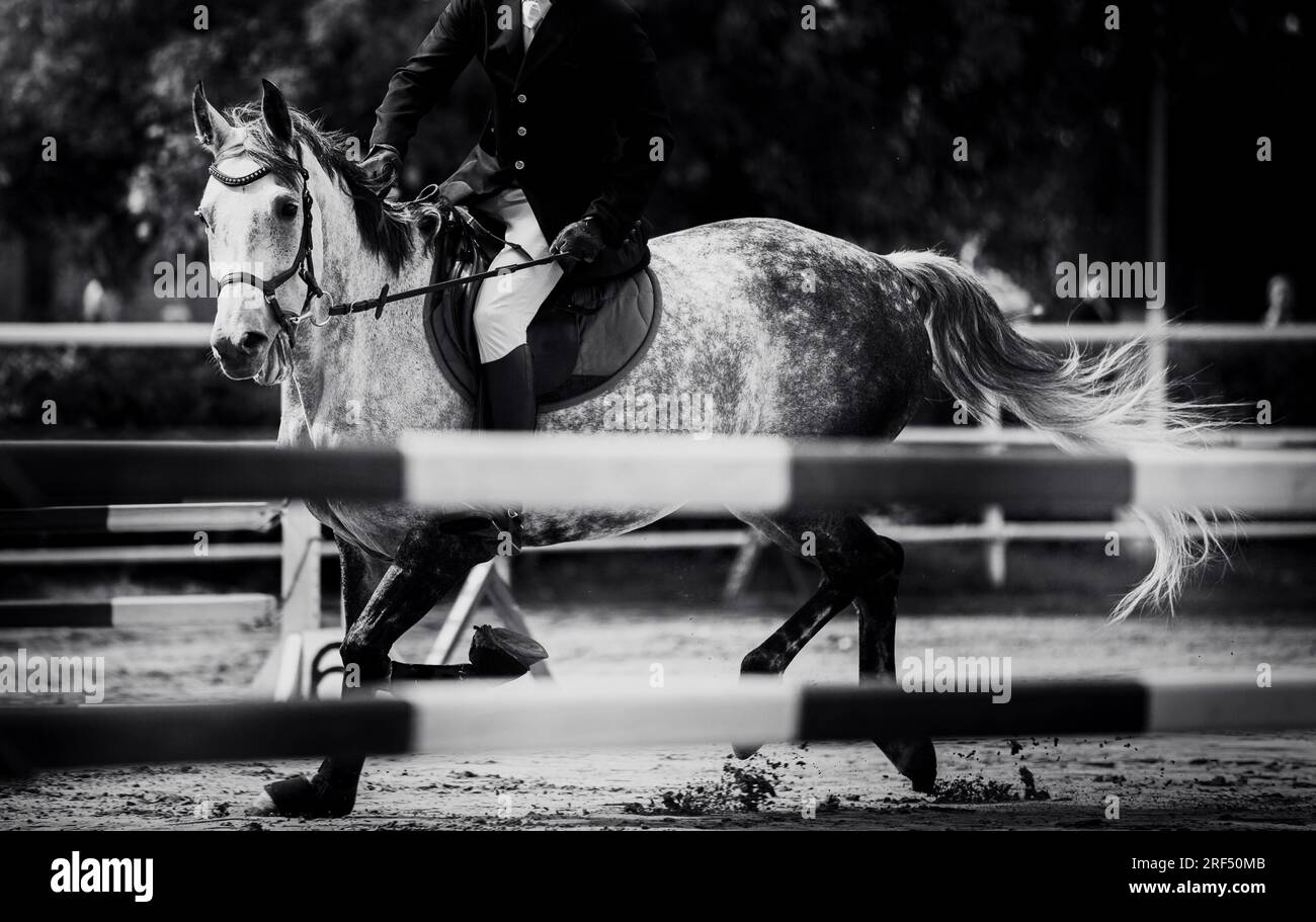 A black-and-white photo of a dappled gray horse galloping to the ...