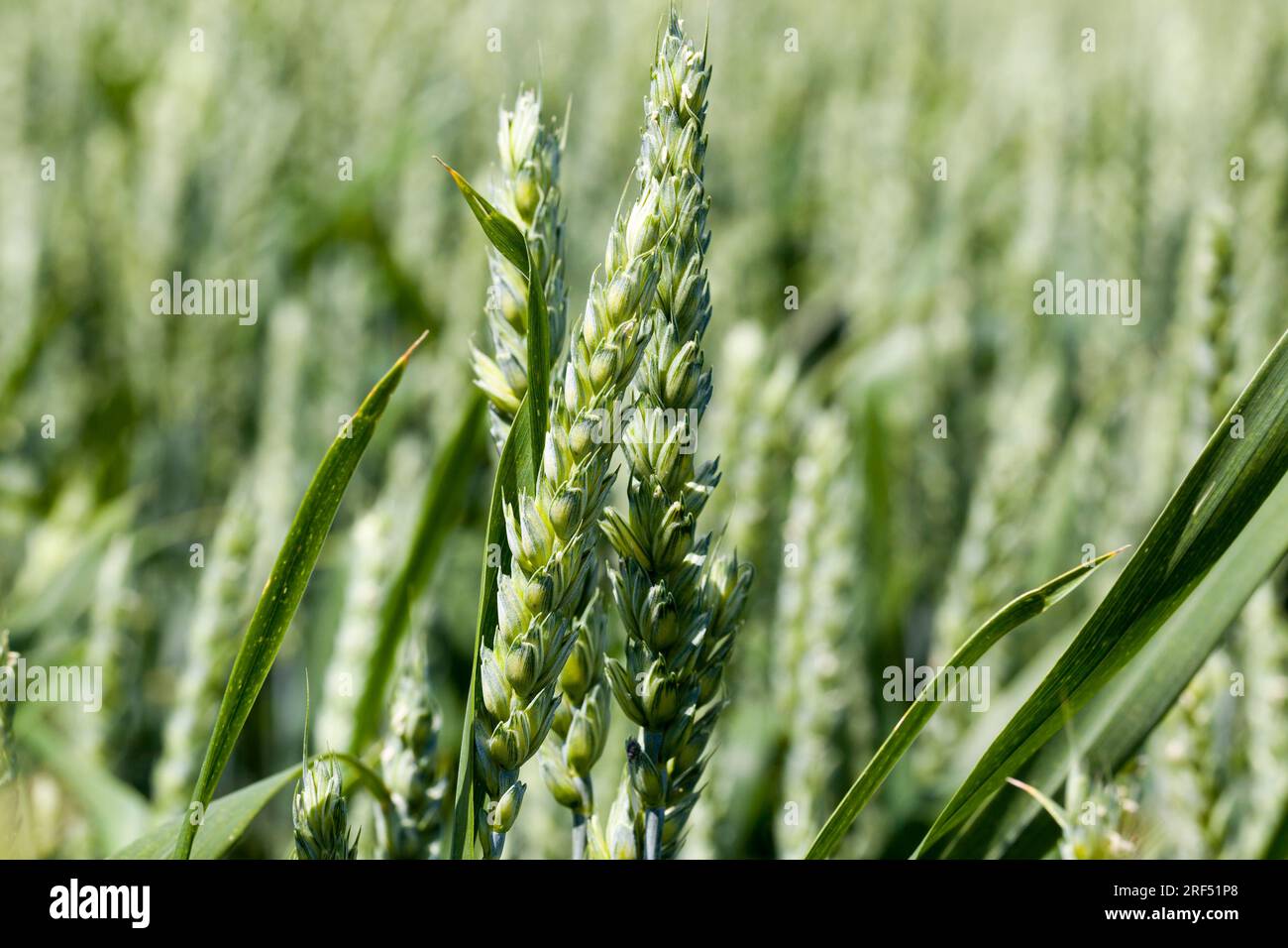 activity agriculture for the cultivation of cereals for the production ...