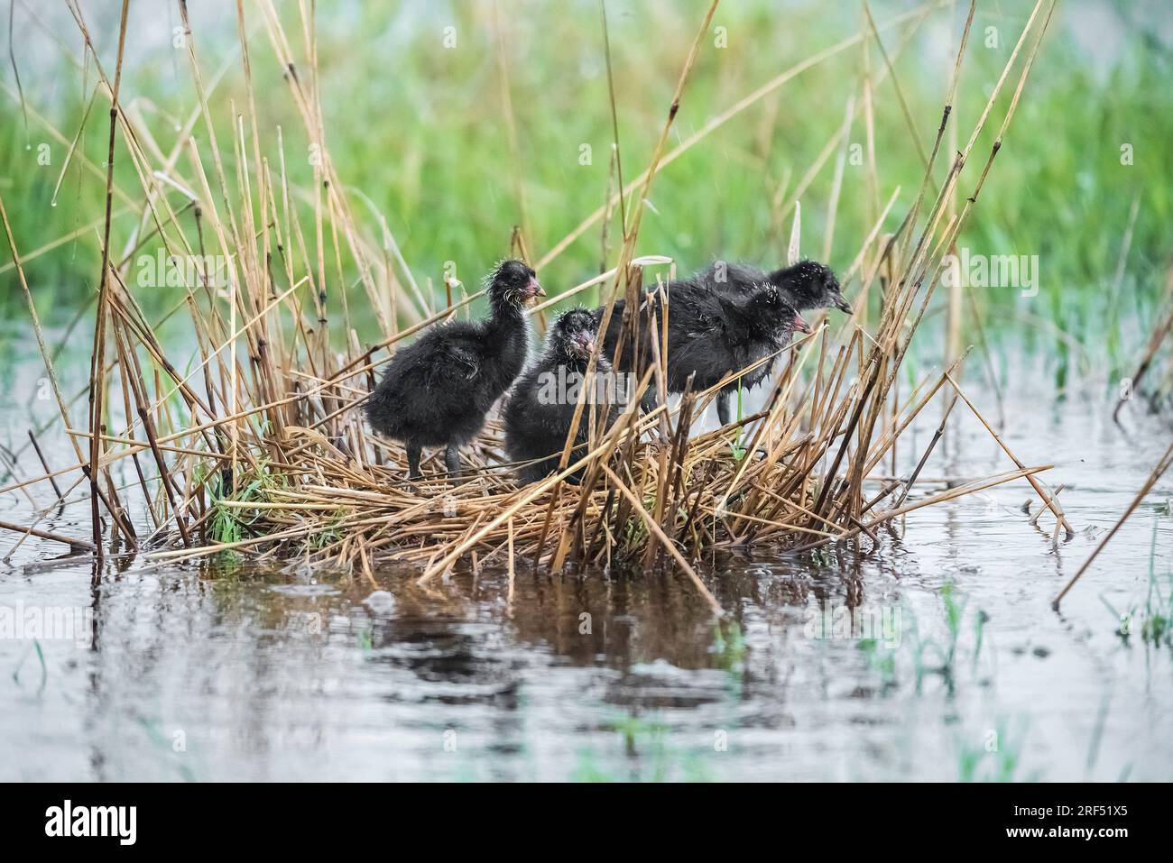 White winged coot nesting, La Pampa Province, Patagonia, Argentina ...