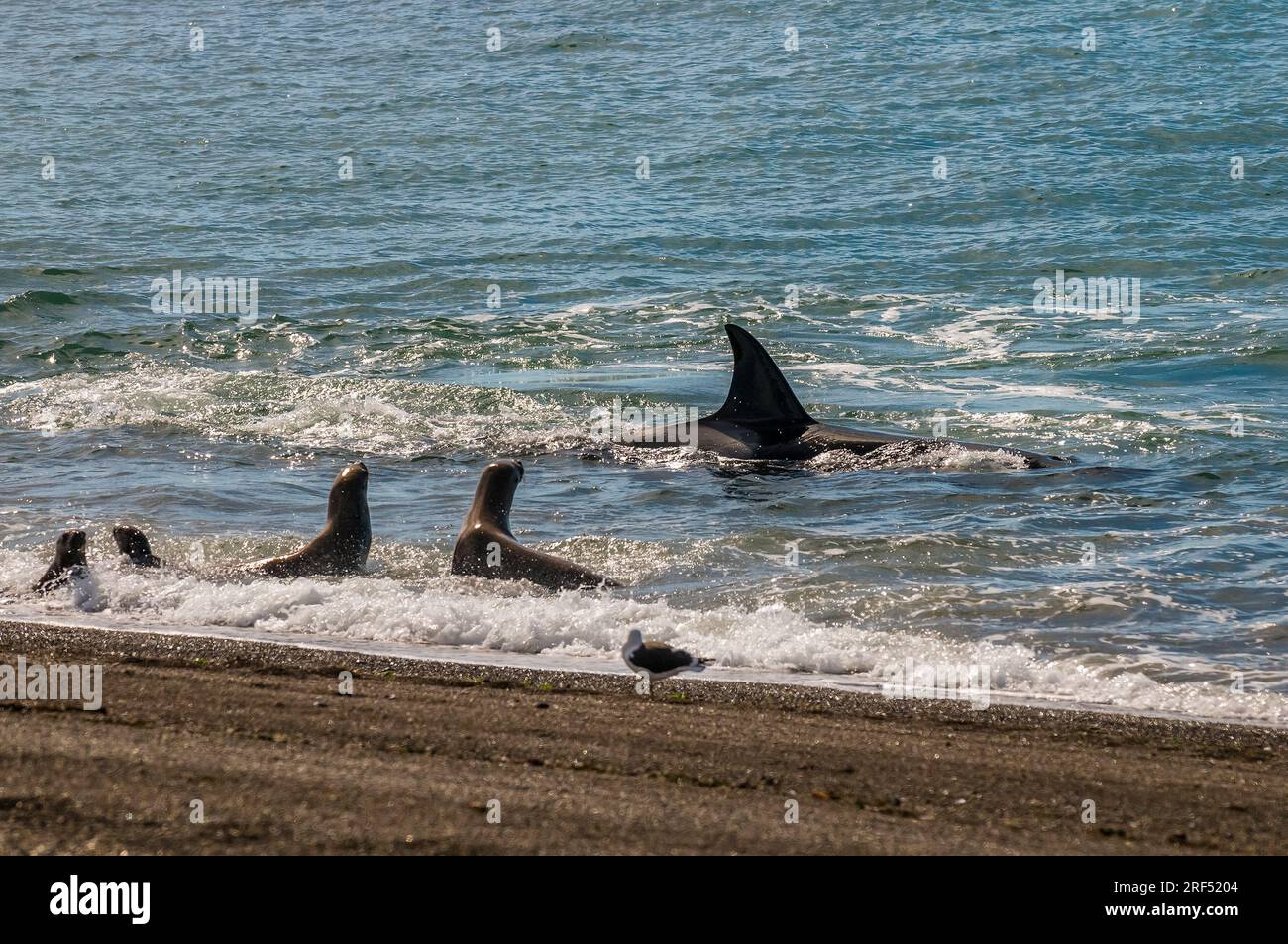 Killer whale hunting sea lions in Peninsula Valdes, Patagonia ...