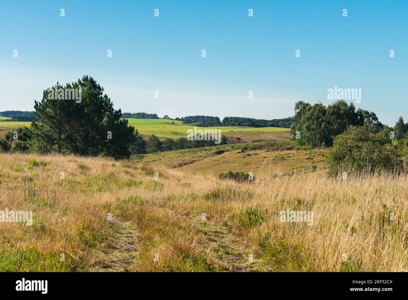 Prairie prairie forest scenic spot hi-res stock photography and images ...