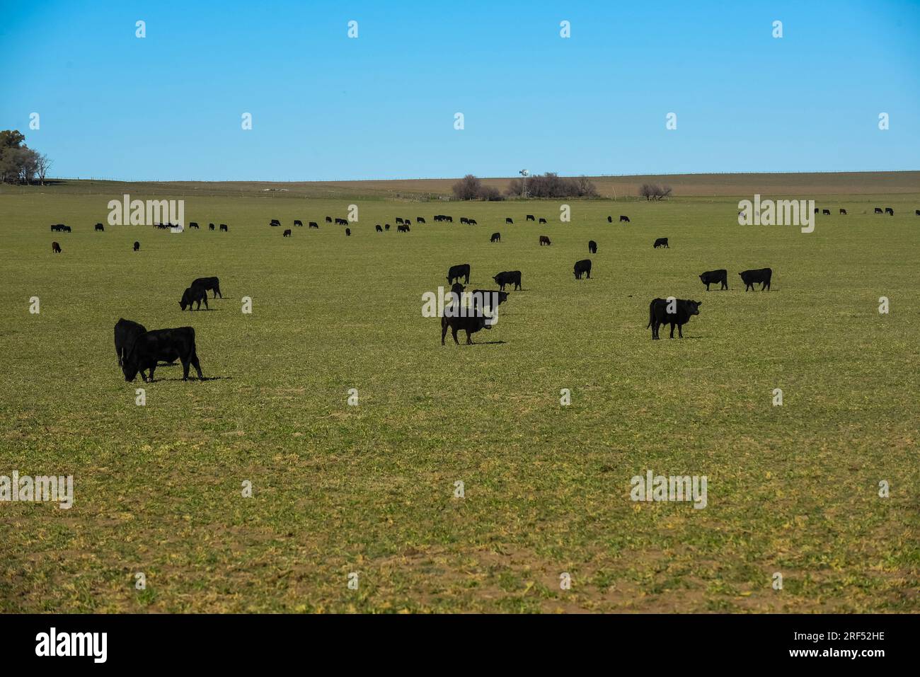 Cattle grazzing in Argentine countryside, La Pampa Province, Patagonia ...