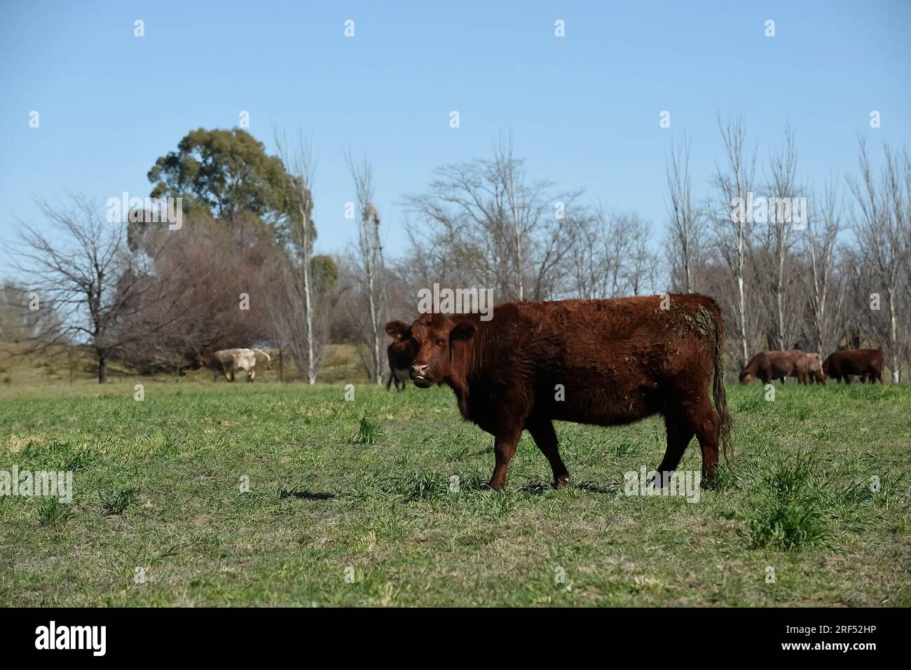Patagonia argentine cow hi-res stock photography and images - Alamy