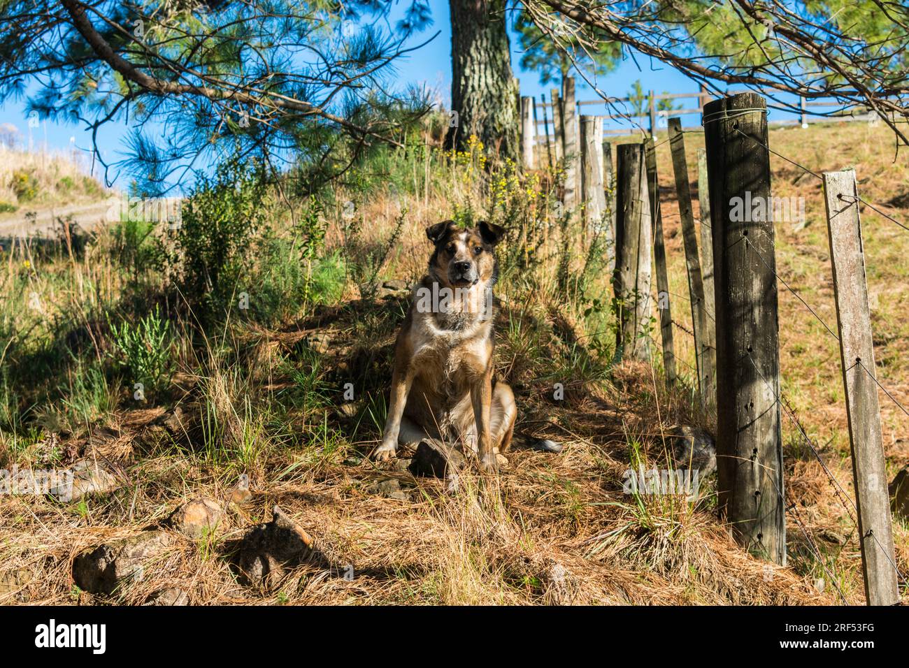 Dog looking under fence hi-res stock photography and images - Alamy