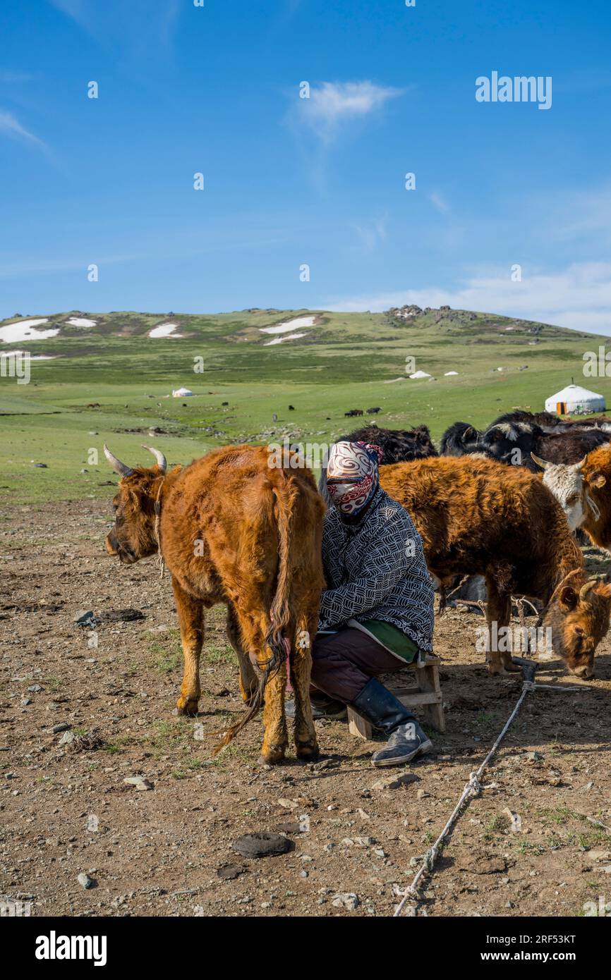 Cows being milked by a herder woman in a remote valley in the Altai ...