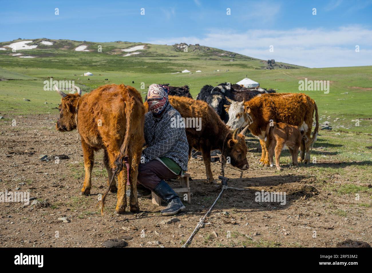 Cows being milked by a herder woman in a remote valley in the Altai ...