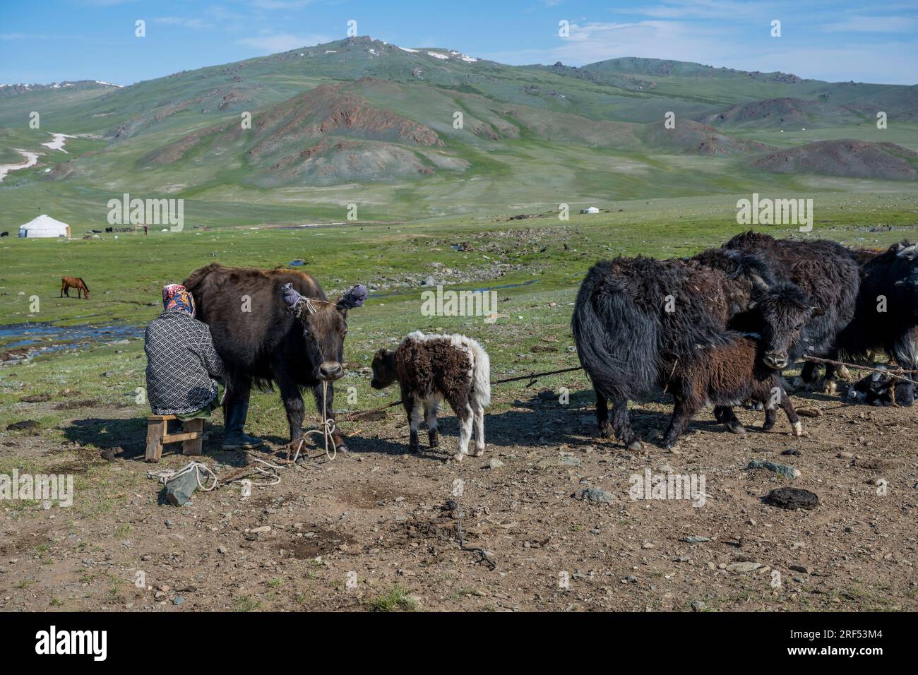 A herder woman is milking a Yak in a remote valley in the Altai ...