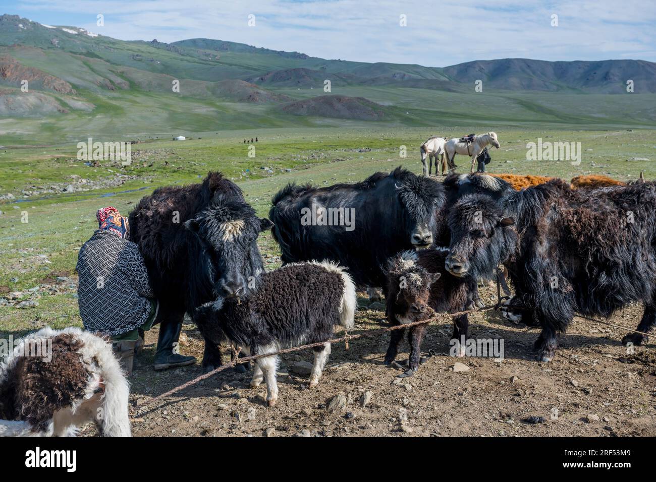 A herder woman is milking a Yak in a remote valley in the Altai ...