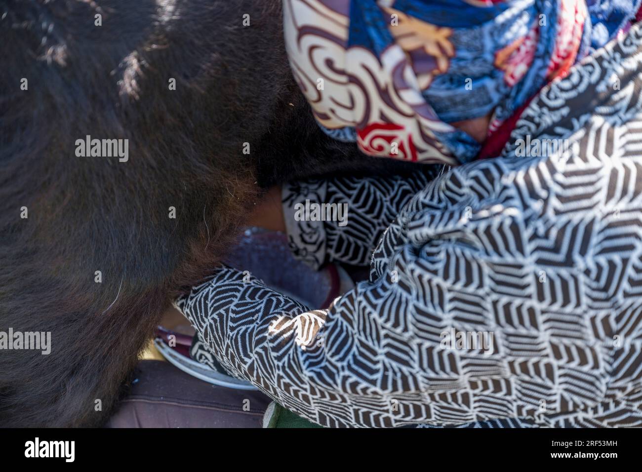 A herder woman is milking a Yak in a remote valley in the Altai ...