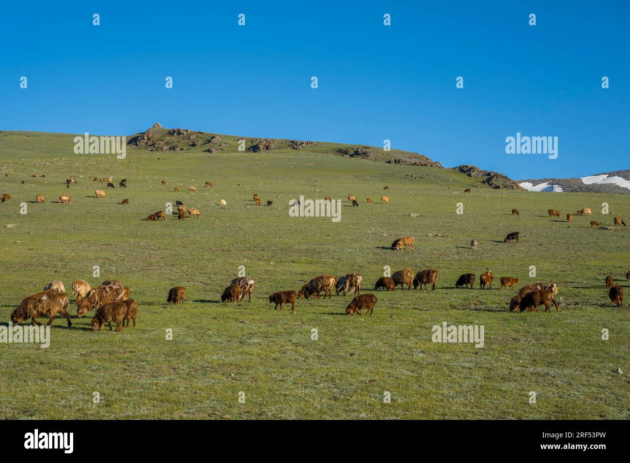 A herd of sheep and goats in a remote valley in the Altai Mountains ...