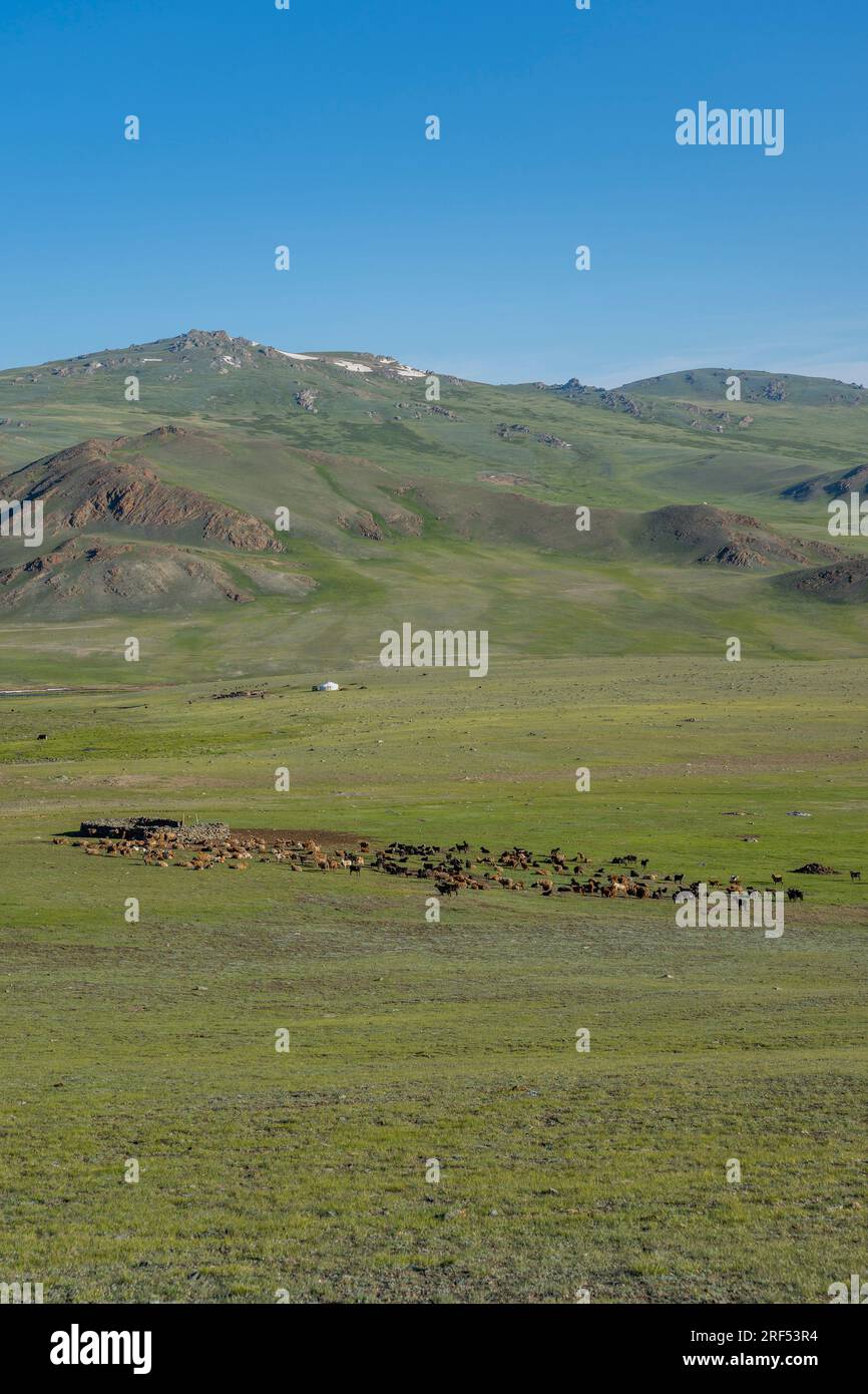 Altay sheep hi-res stock photography and images - Alamy