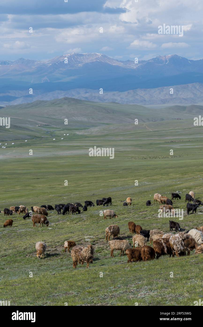 Altay sheep hi-res stock photography and images - Alamy