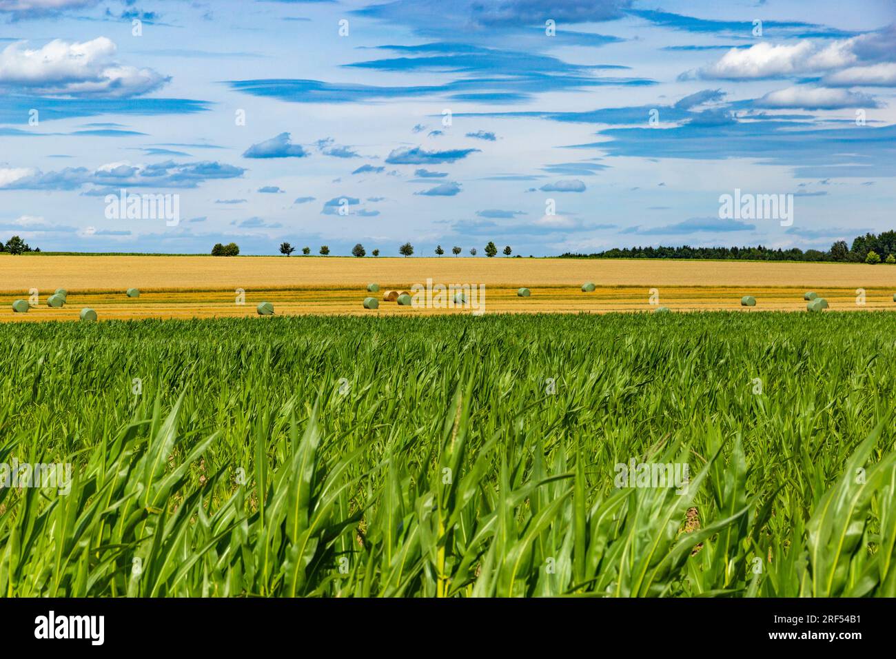 Corn field and blue sky Stock Photo - Alamy