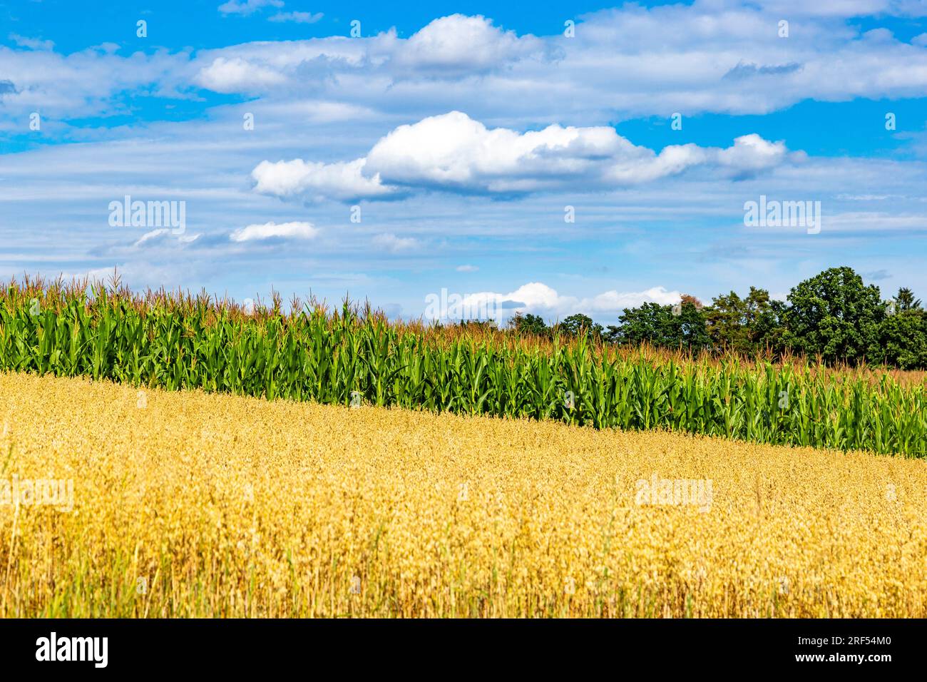 Corn field and blue sky Stock Photo - Alamy