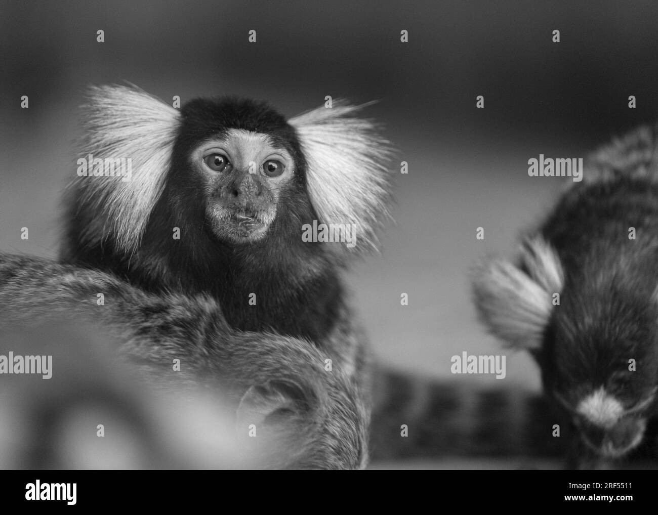 Monkey bnw hi-res stock photography and images - Alamy