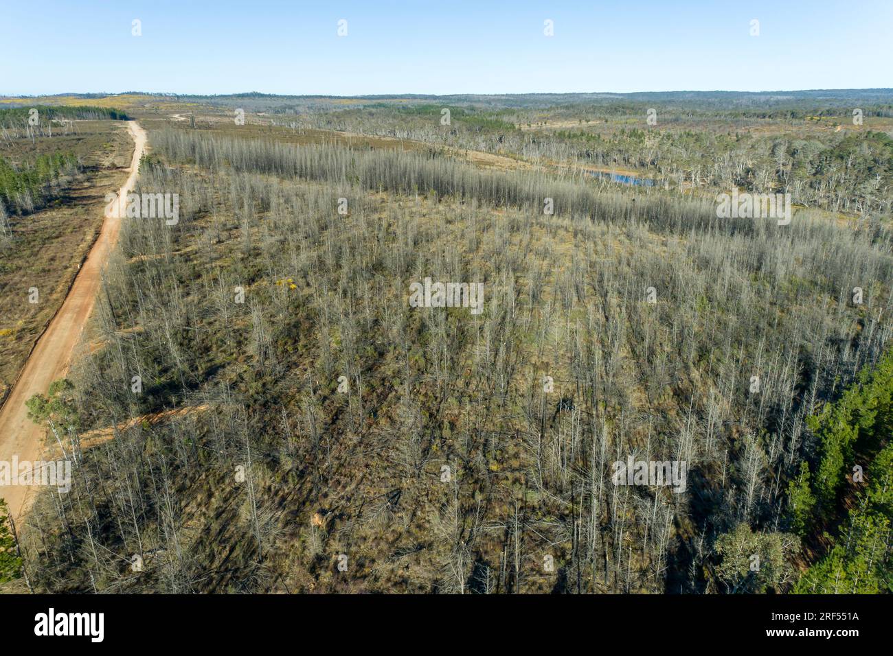 Drone aerial photograph of trees in Newnes State Forest recovering from ...