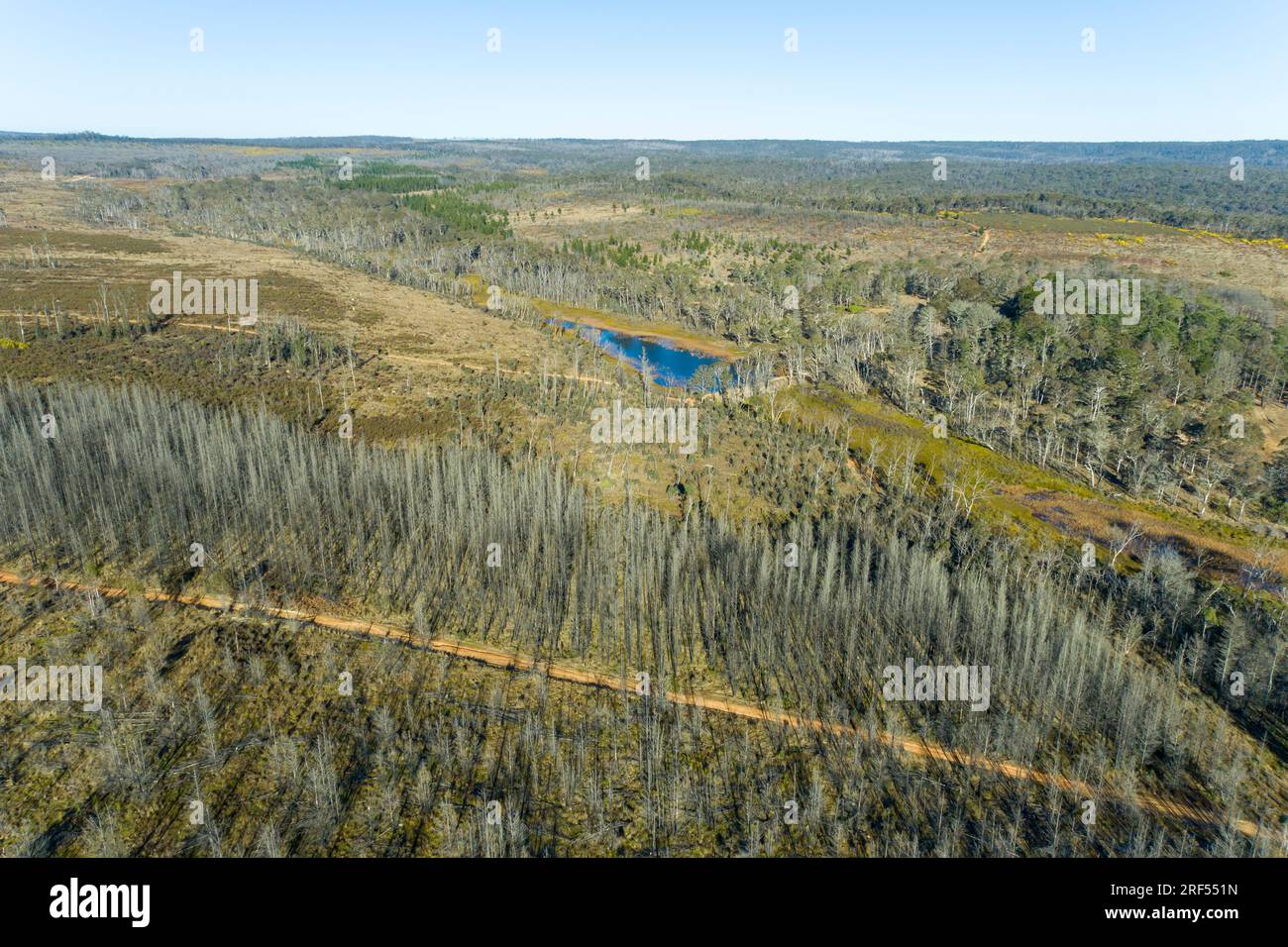 Drone aerial photograph of trees in Newnes State Forest recovering from ...