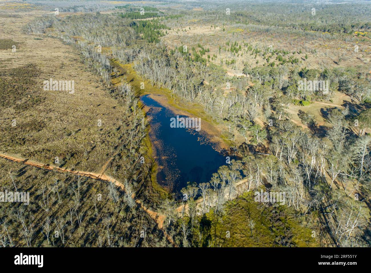 Drone aerial photograph of trees in Newnes State Forest recovering from ...
