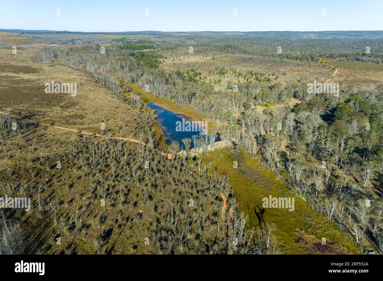 Drone aerial photograph of trees in Newnes State Forest recovering from ...