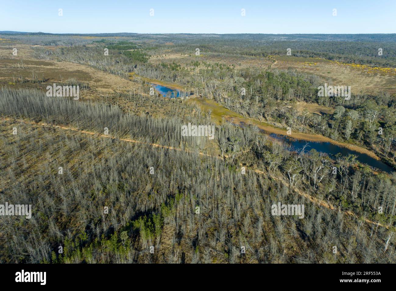 Drone aerial photograph of trees in Newnes State Forest recovering from ...