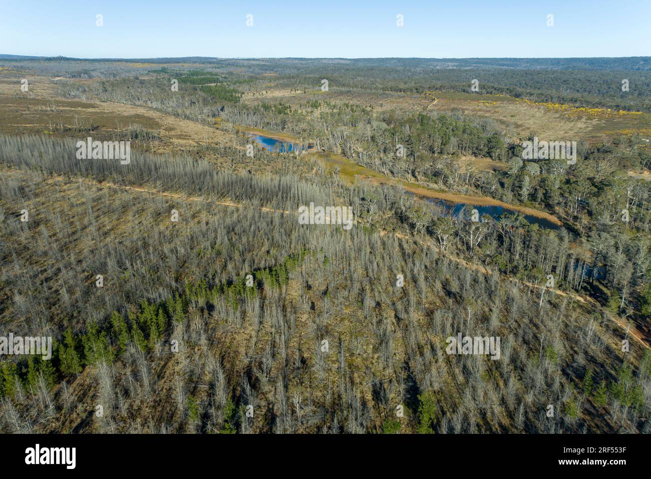 Drone aerial photograph of trees in Newnes State Forest recovering from ...