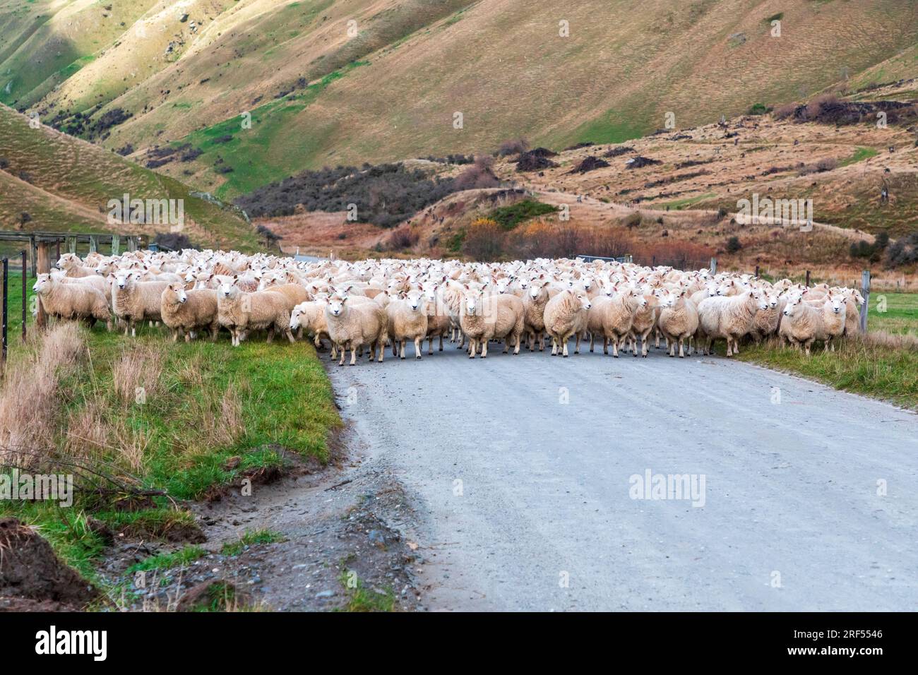 Photograph of a mob of sheep being herded along a road in a valley to a ...