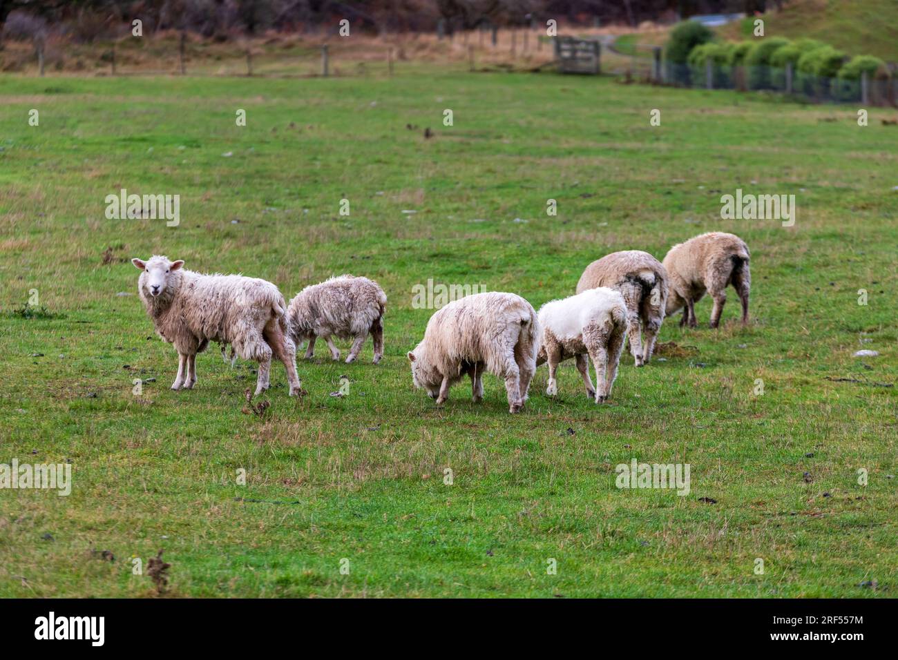 Moke lake queenstown new zealand hi-res stock photography and images ...