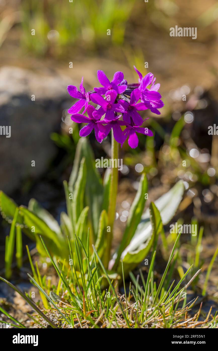 Primrose valley hi-res stock photography and images - Alamy