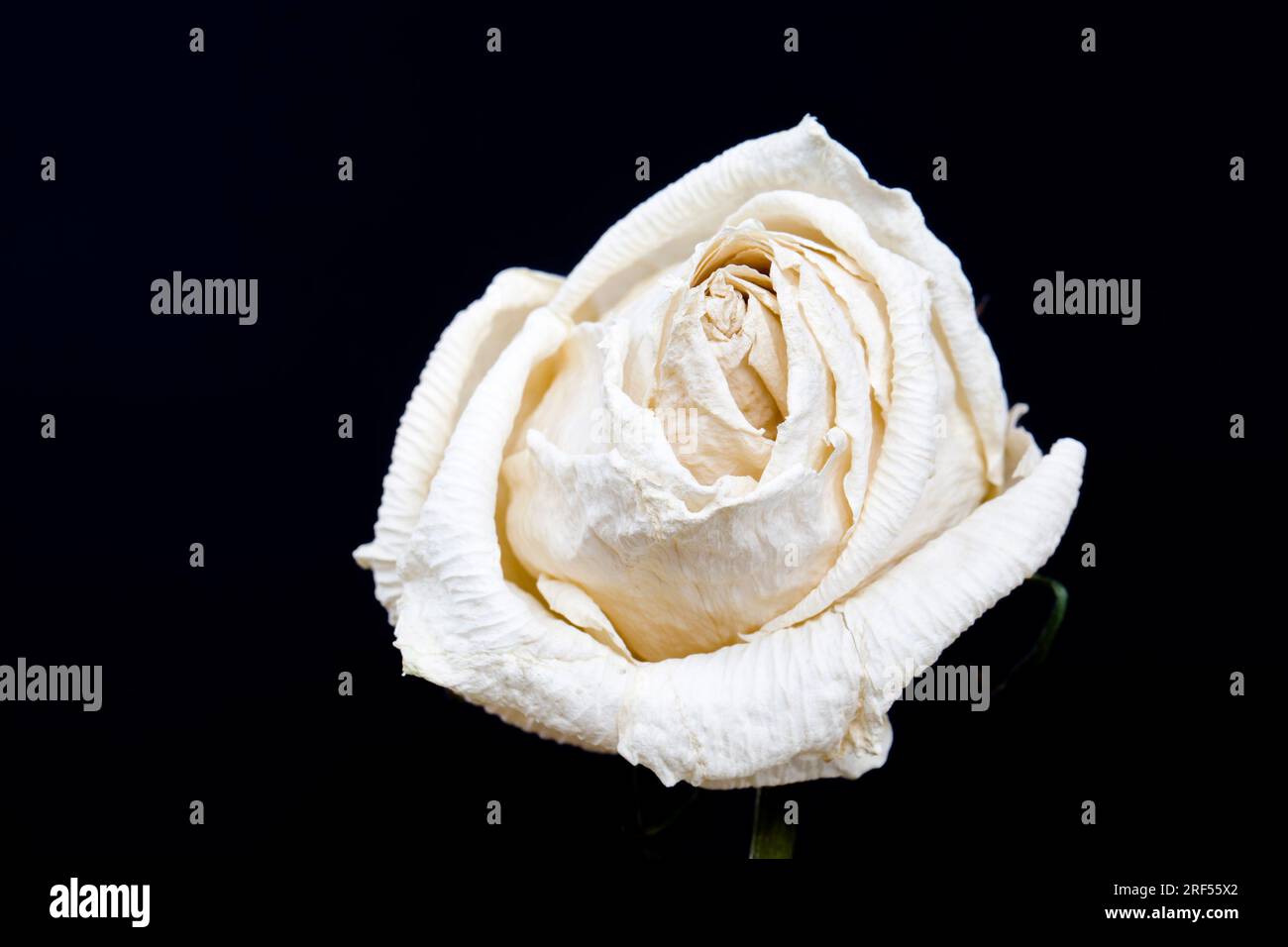 dry white rose on a black background, the rose flower is dried and ...